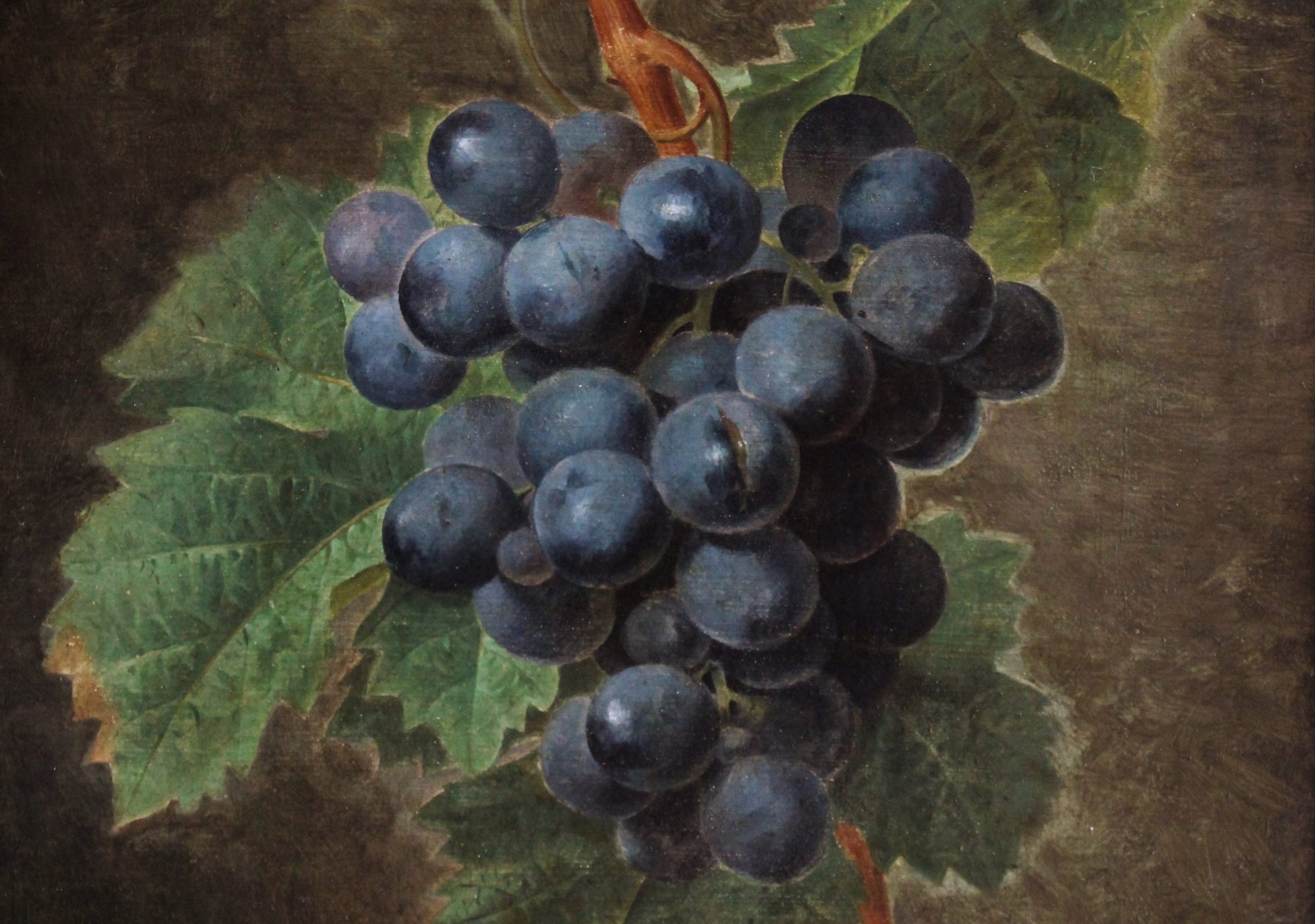 Etude de raisins noirs | Galerie Christian Le Serbon