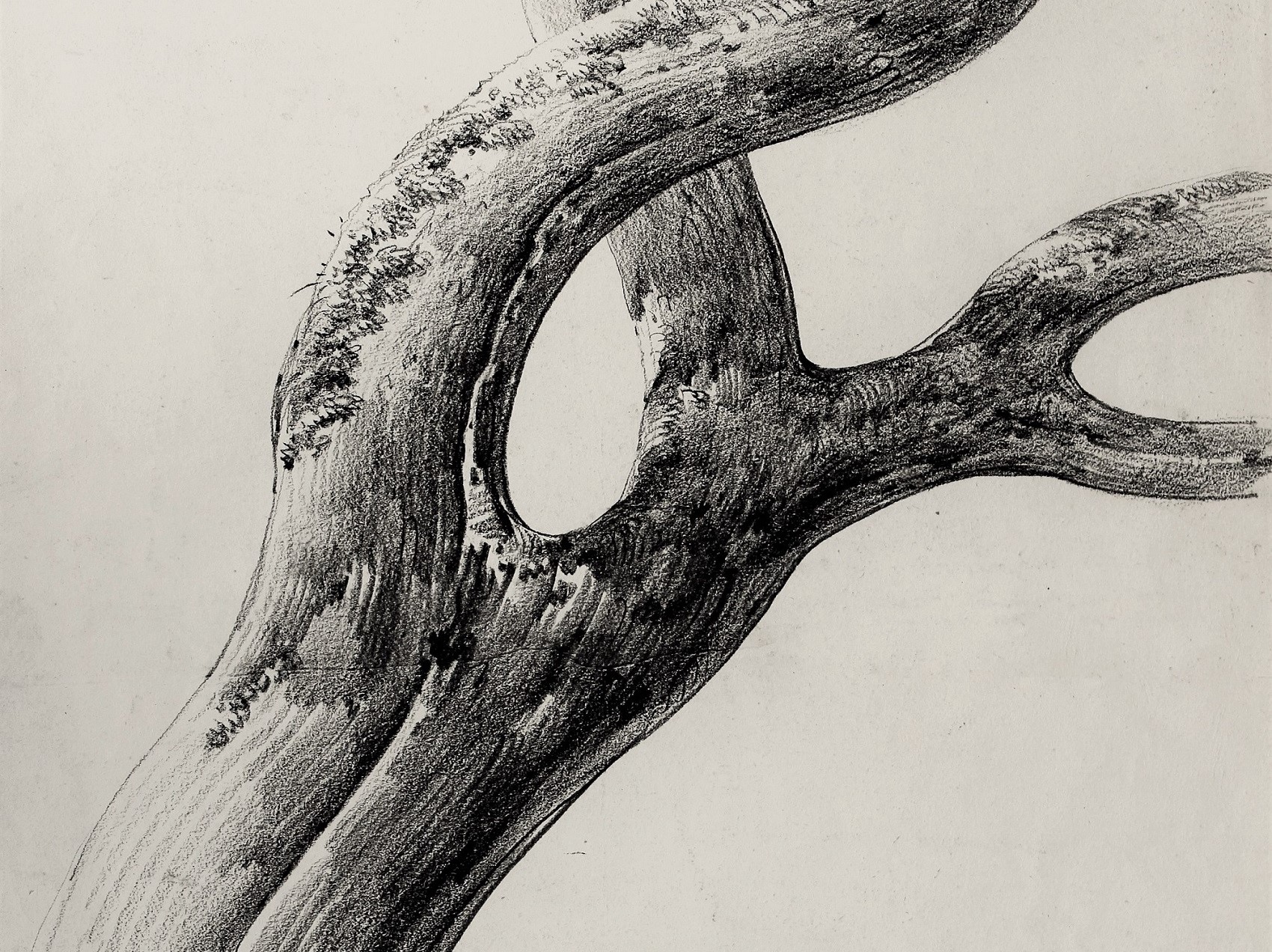 Etude d'arbre | Galerie Christian Le Serbon